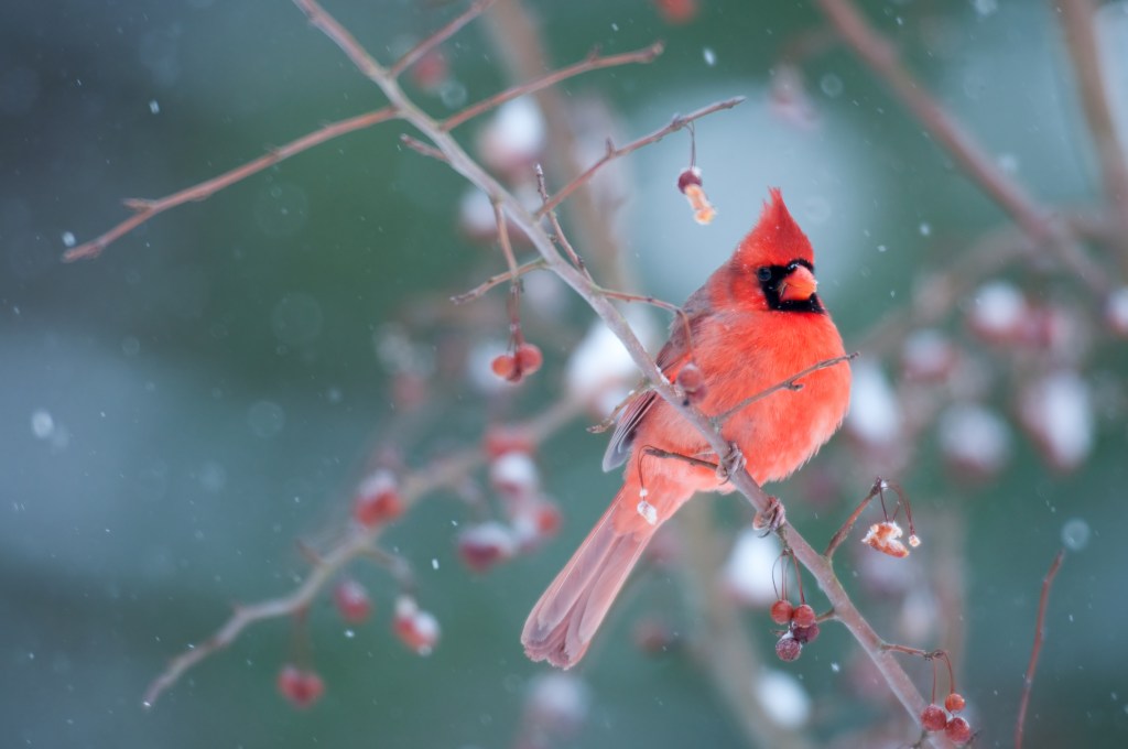 A red cardinal. A visitor from heaven?